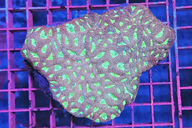 Green Favites Brain Coral - Favites spp.