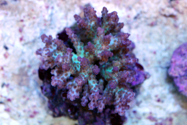Deepwater Tri-color Fiji Cultured Acro. - Acropora latistella