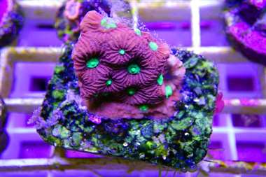 WAR CORAL - FAVITES SPP.