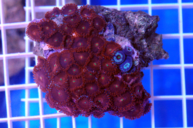 Deep Red makes them mind blowing!! - Palythoa sp.