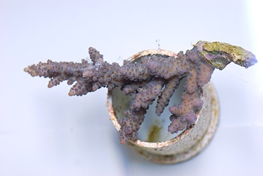 Purple Polyp Austera - Acropora austera