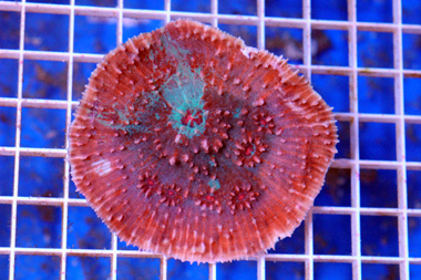 Butterfly Wing Dust Red and Green! - Echinophyllia echinata-C4