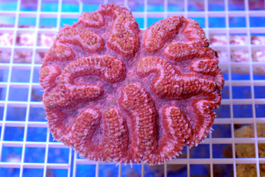 Cool Pink and Red! Solomon Islands Collected! - Symphyllia agaricia-D4