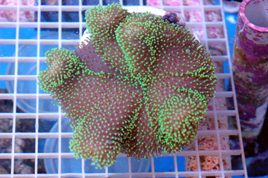 RARE! Bright Neon Green Polyp's!! Fiji Collected - Sarcophyton elegans-E3