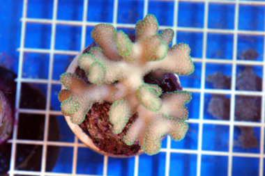 Bright Neon Green Polyp's! Fiji Maricultured. - Stylophora pistillata-F4
