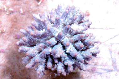 The Smurf's are back! Fiji Collected - Acropora samoensis