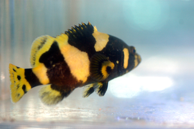 RARE! Tank raised Bumble Bee Grouper - Epinephelus lanceolatus