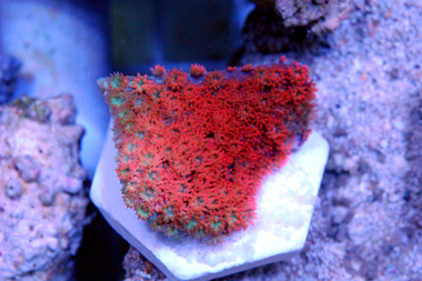 ReefKoi LE Red and Green Goni. - Goniopora minor-B4