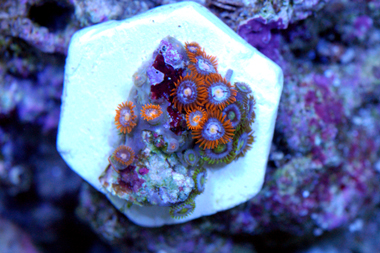 ReefKoi LE Fiji Fun Polyp's. - Zoanthus sp. -B4