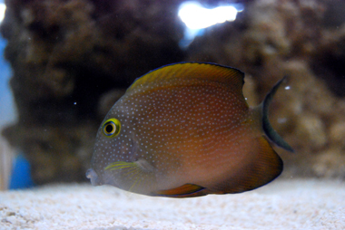 Spotted Yellow Eye Tang-Special Markings - Ctenochaetus truncatus-P