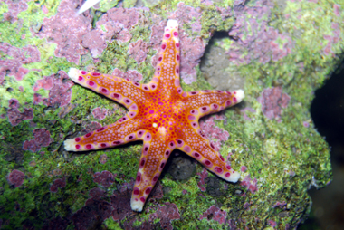 Red Tile Starfish - Fromia monilis-P