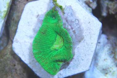 ReefKoi LE Hulk Favia (Aussie) - Favia favus C4-B
