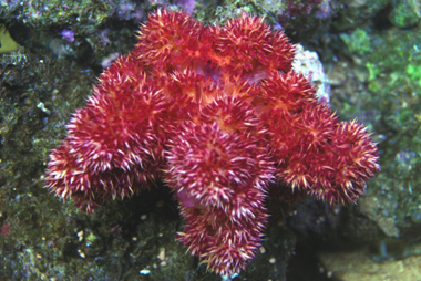 Orange, Red,and White. South Pacific Collected - Stereonephthya sp. -D1-P