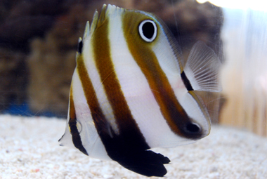 Two-Eyed Butterflyfish - Coradion melanopus-P