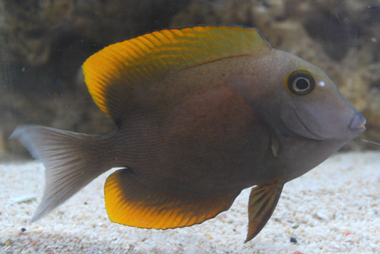 Flame Fin Tang - Ctenochaetus tominiensis-P