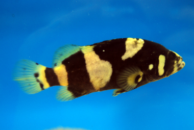 RARE! Tank Raised Bumble Bee Grouper - Epinephelus lanceolatus-P