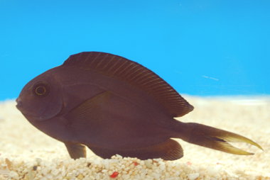 Thompsons Tang - Acanthurus thompsoni-P