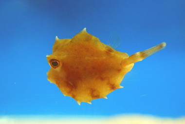 Camel Cowfish - Tetrosomus gibbosus-B