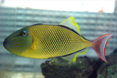 Crosshatch Triggerfish-Hawaii Collected - Xanthichthys mento-P