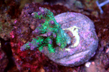 Bright Green with Purple and Blue. Bali Maricultured - Acropora ...