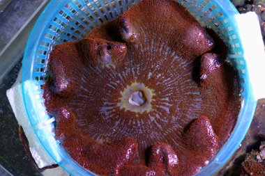 Rainbow Red Carpet Anemone. Vietnam Collected. - Stichodactyla haddoni