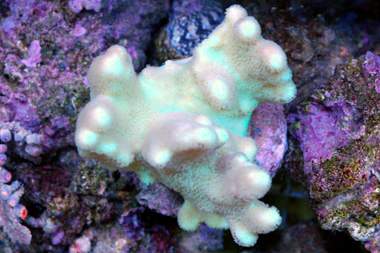 Green Hairy Leather. Fiji Maricultured - Lobophytum sp. -C2-B