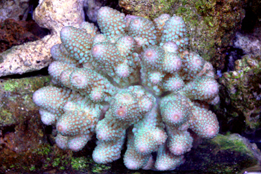 Shining bright Green with Pearl White Polyp's. Fiji Collected ...