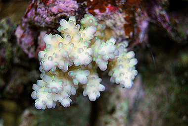 Sharp Neon Green Polyp's. Fiji Maricultured - Acropora rosaria-C3-B