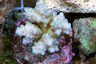 Popping Neon Green Polyp's. Fiji Maricultured - Acropora secale C3-B