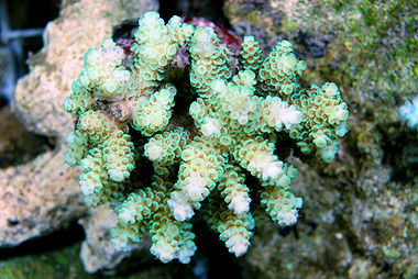 Metallic Green Bushy Acro. Fiji Maricultured - Acropora millepora C3-B