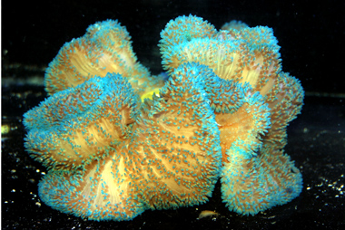 Stichodactyla gigantea - Alchetron, The Free Social Encyclopedia