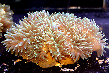 Happy Red Tipped Ritteri Anemone - Heteractis magnifica-P