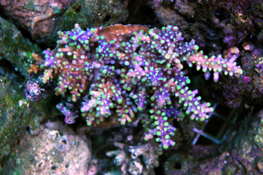 Bright Tri-Color. Fiji Collected - Acropora cerealis-G3-B