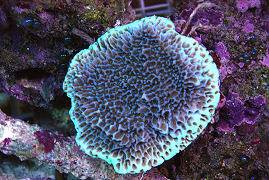 Montipora Encrusting-Blue . Jakarta Maricultured - Montipora confusa-C3-P