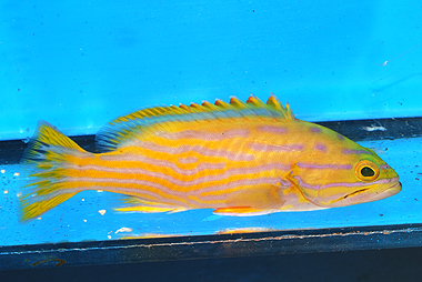 Harlequin Grouper - Cephalopholis polleni-P