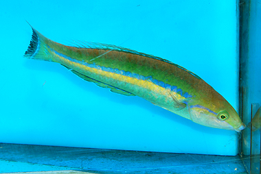 Pencil Wrasse, Male - Pseudojuloides cerasinus-P