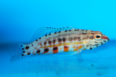Lantern Basslet - Serranus baldwini-B