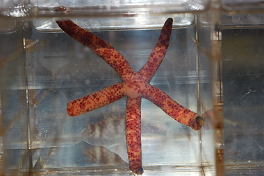 Red Dalmation Linckia Starfish - Linckia multifora-B