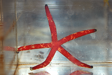 Red Dalmation Linckia Starfish - Linckia multifora-B