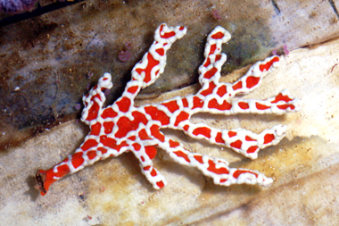 Spider Web Lightning Sponge. Aussie Collected. - Ptilocaulis sp.