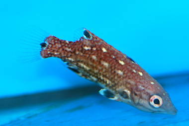 Diana's Hogfish, Juvenile - Bodianus diana-P