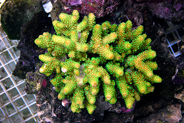 Neon Green Light Beacon. Fiji Collected - Acropora samoensis G3-B