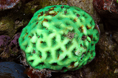 Lawn Green bright Favia. Fiji Collected - Favia veroni-B2-B