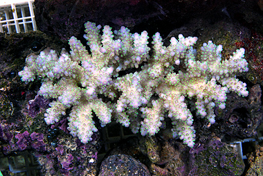 One of my most favorite Acro species. Fiji Collected - Acropora ...