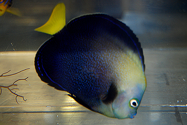 Bluespotted Angelfish - Chaetodontoplus caeruleopunctatus S-B