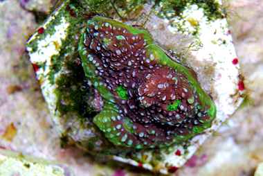 ReefKoi LE Alien Eye Chalice - Echinophyllia aspera-B4-B