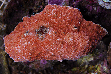 Orange with Red Polyp's! Fiji Collected - Montipora nodosa-D2-B