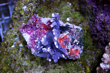 Deep Purple Lover Coral. Fiji Collected - Distichopora violacea B1-B