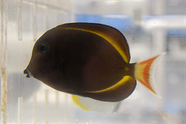 RARE Gold Rim Achilles Hybrid Tang, Hawaii - Acanthurus achilles ...