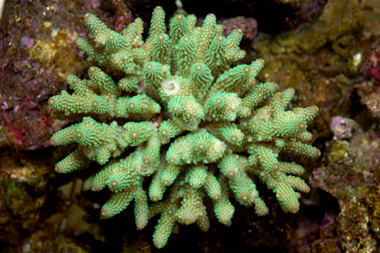 Killing me softly with Glee and Glamor. Fiji Collected - Acropora ...